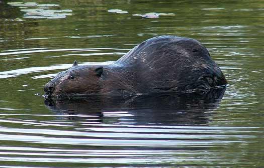 What did people eat in the Maglemosian period?
