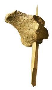 This is the Porsmose Man. His corpse was discovered in 1946 near ...